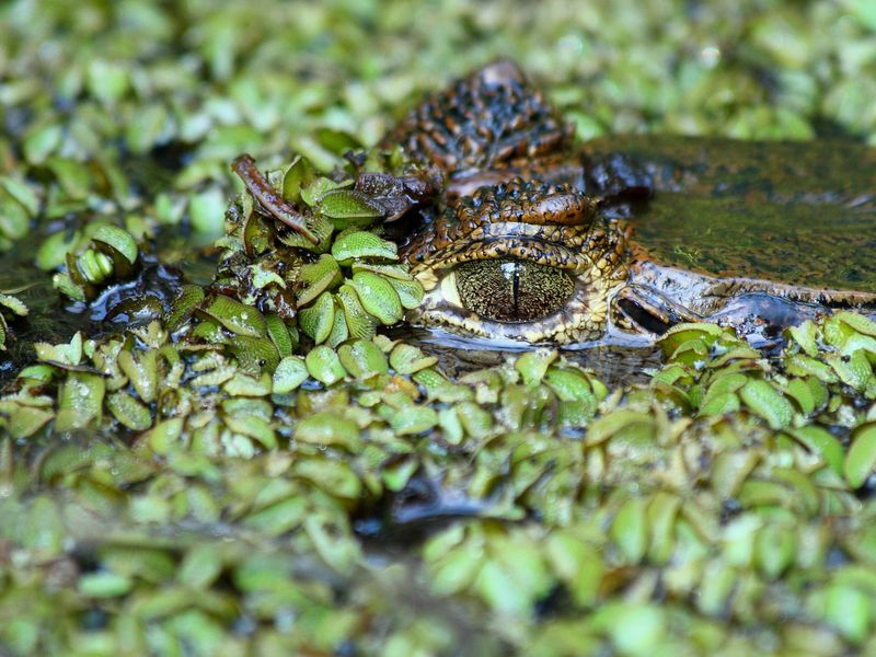 The Eye of the Caiman | Smithsonian Photo Contest | Smithsonian Magazine
