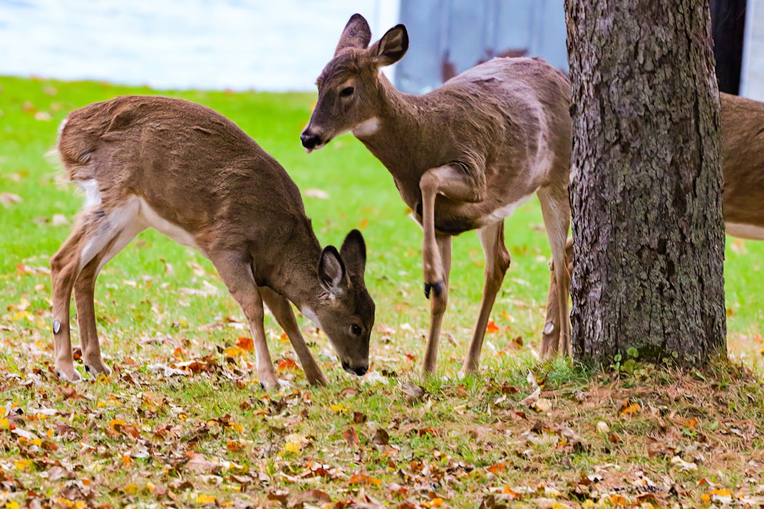 Deer Family eating fallen apples | Smithsonian Photo Contest ...