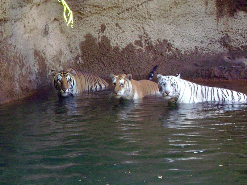 Adolescent Bengal tigers at the Memphis Zoo | Smithsonian Photo Contest ...
