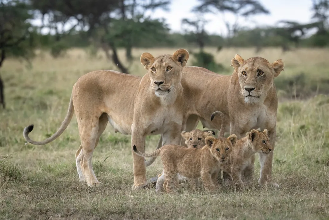 A Lion Family | Smithsonian Photo Contest | Smithsonian Magazine