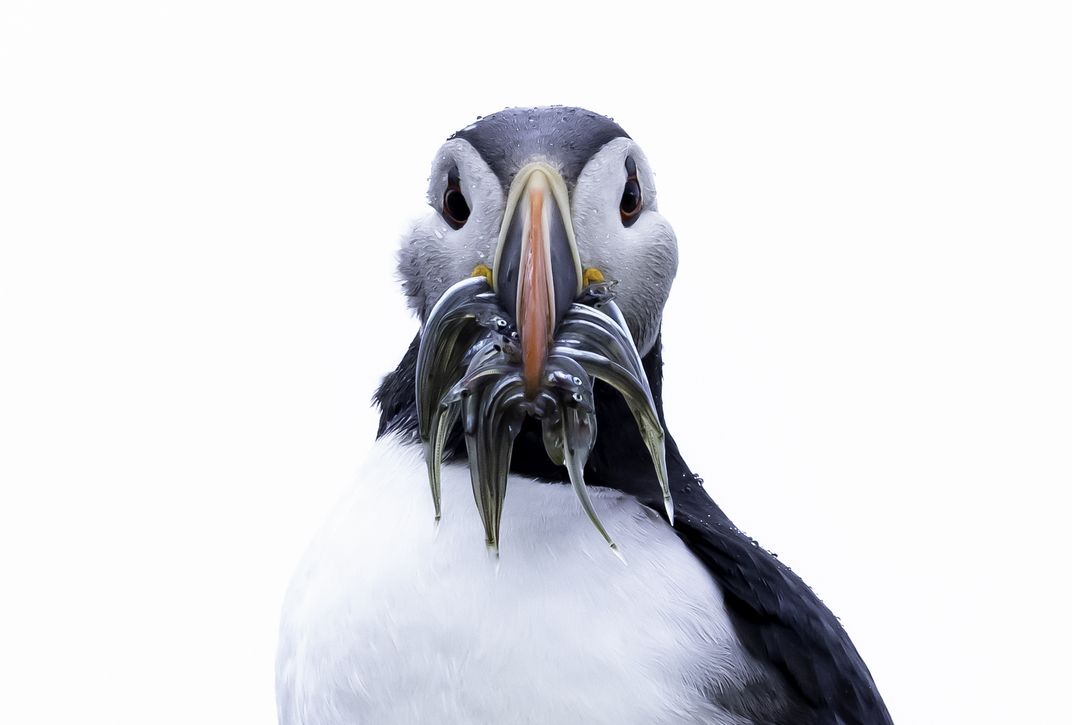 A Puffin Portrait | Smithsonian Photo Contest | Smithsonian Magazine