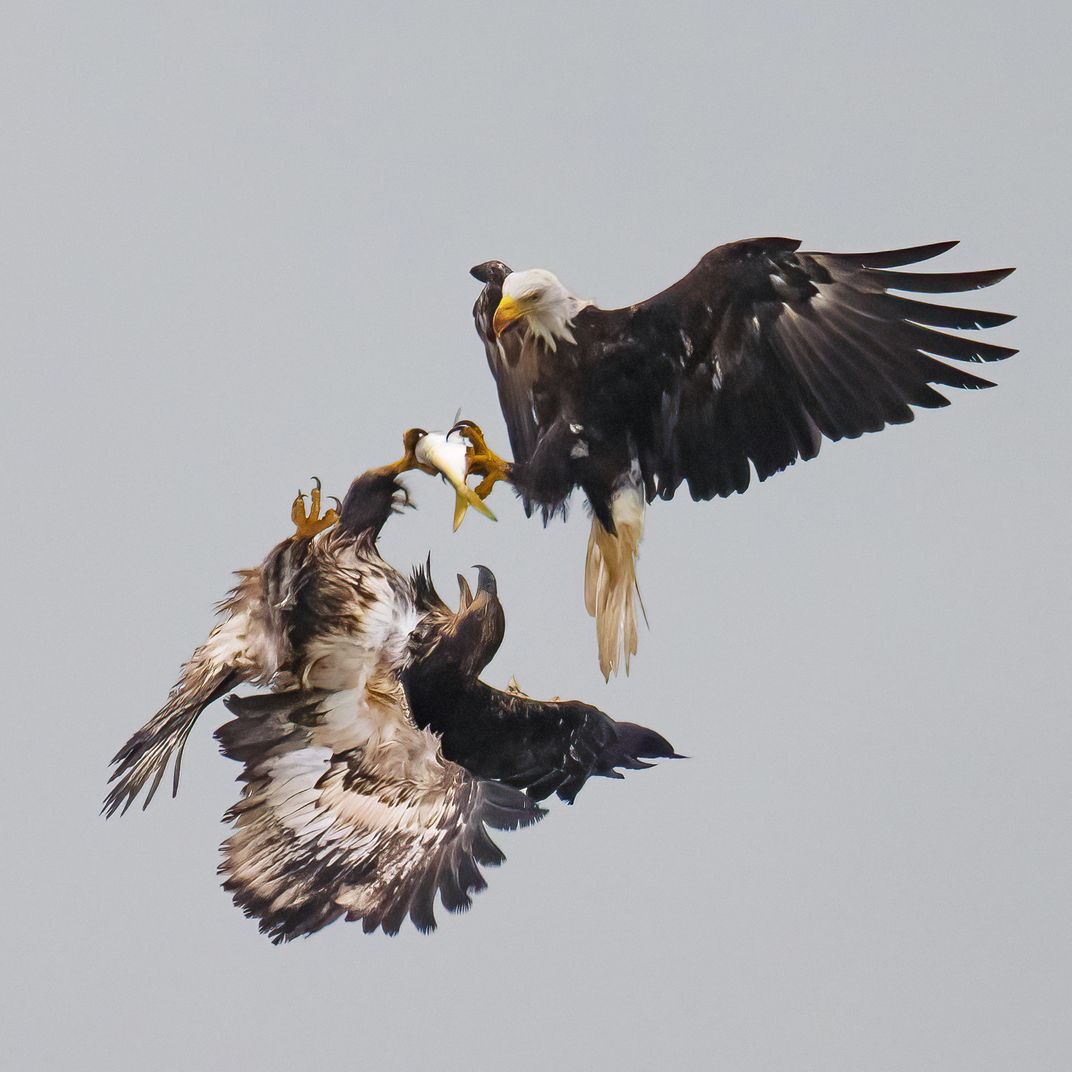 Bald Eagle Male teaching a Juvenile Bald Eagle how to steal a fish ...