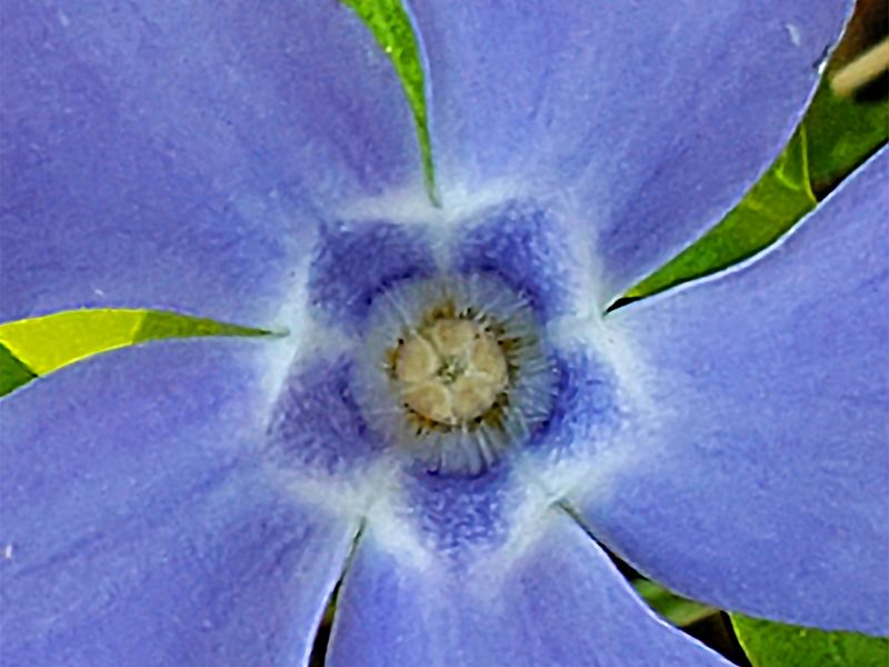 Violet Star | Smithsonian Photo Contest | Smithsonian Magazine