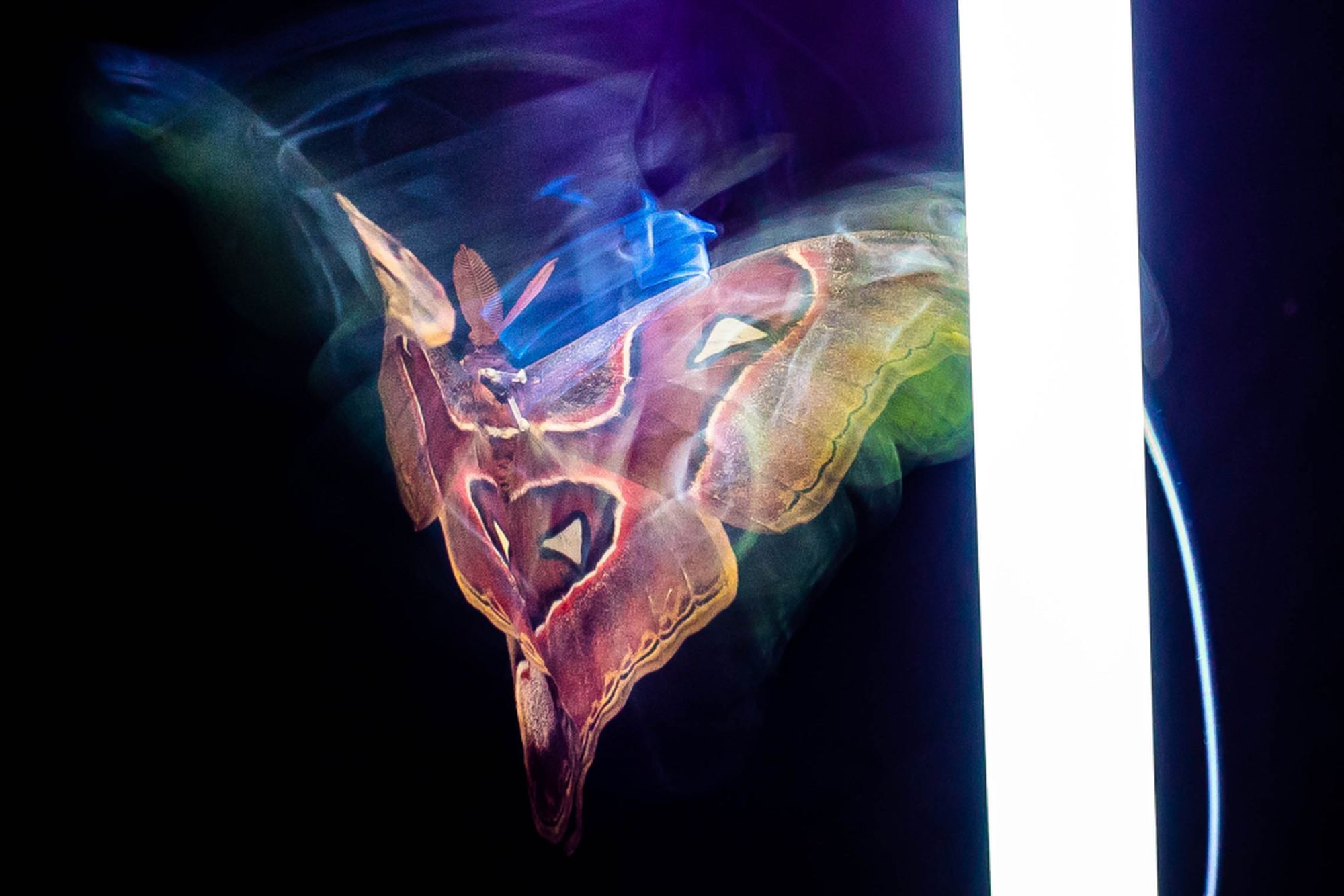 Why Are Flying Insects 'Attracted' to Lights? Scientists May Finally ...