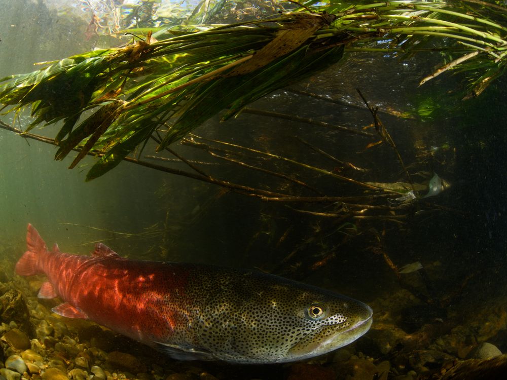 The King of River | Smithsonian Photo Contest | Smithsonian Magazine