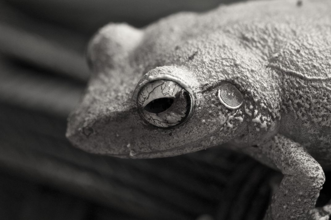 Macro of a Coqu frog in El Yunque National Forest. | Smithsonian Photo ...