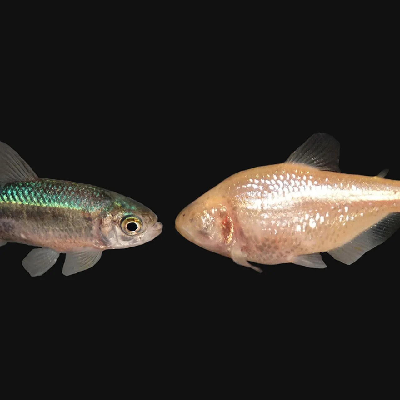 blind cave fish evolution