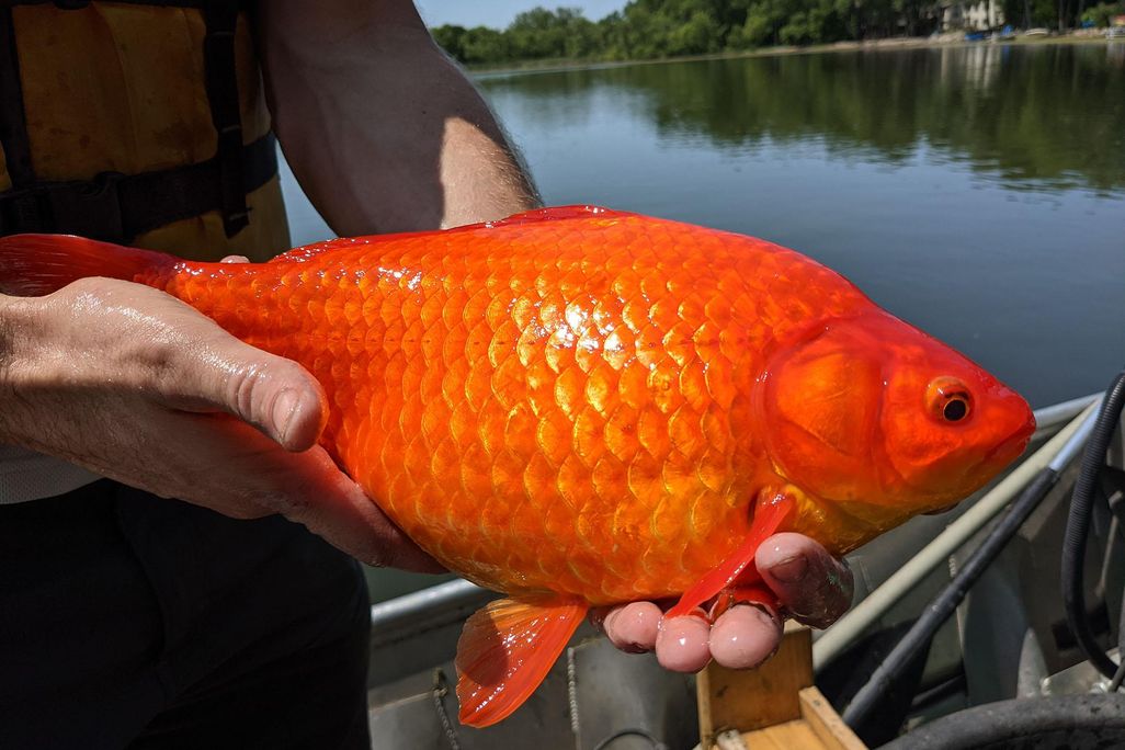 largest goldfish caught
