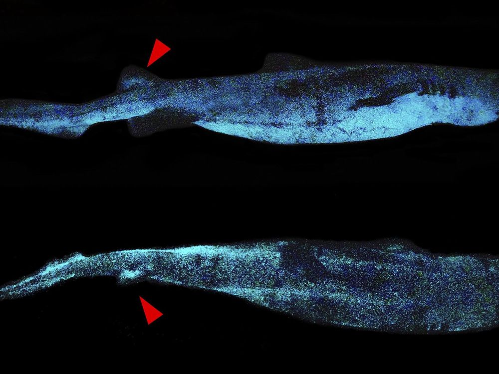 Nearly Six-Foot-Long Glowing Shark Discovered in Deep Sea Off New Zealand