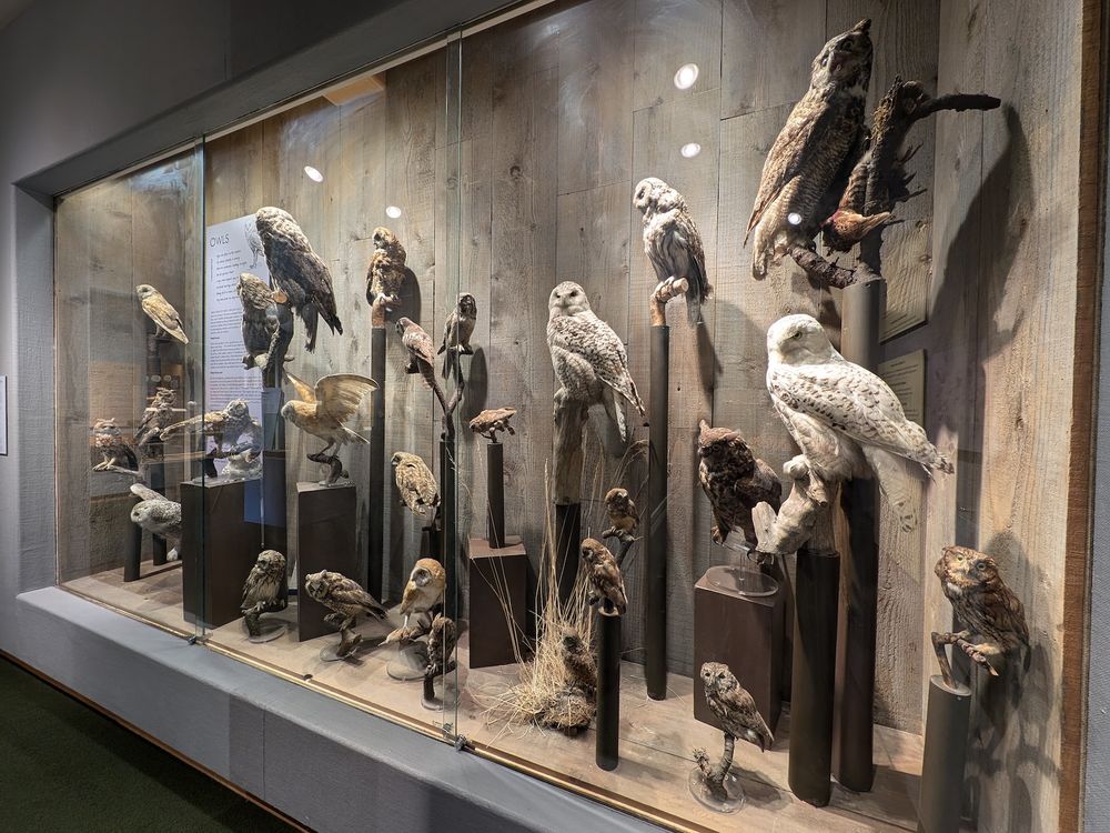 Meet the Taxidermists Who Care for the Animals at Your Favorite Museums