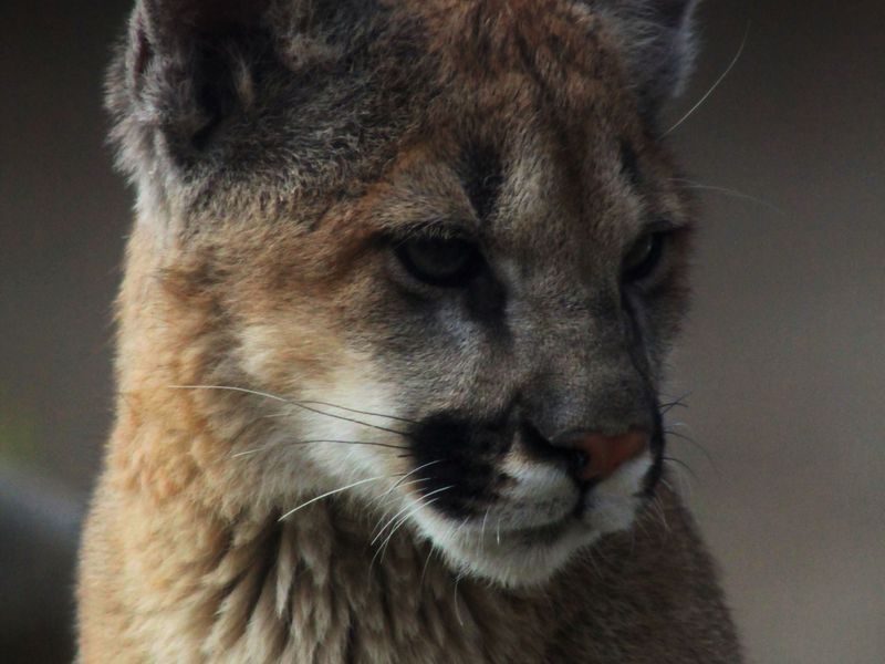 Adolescent Puma | Smithsonian Photo Contest | Smithsonian Magazine