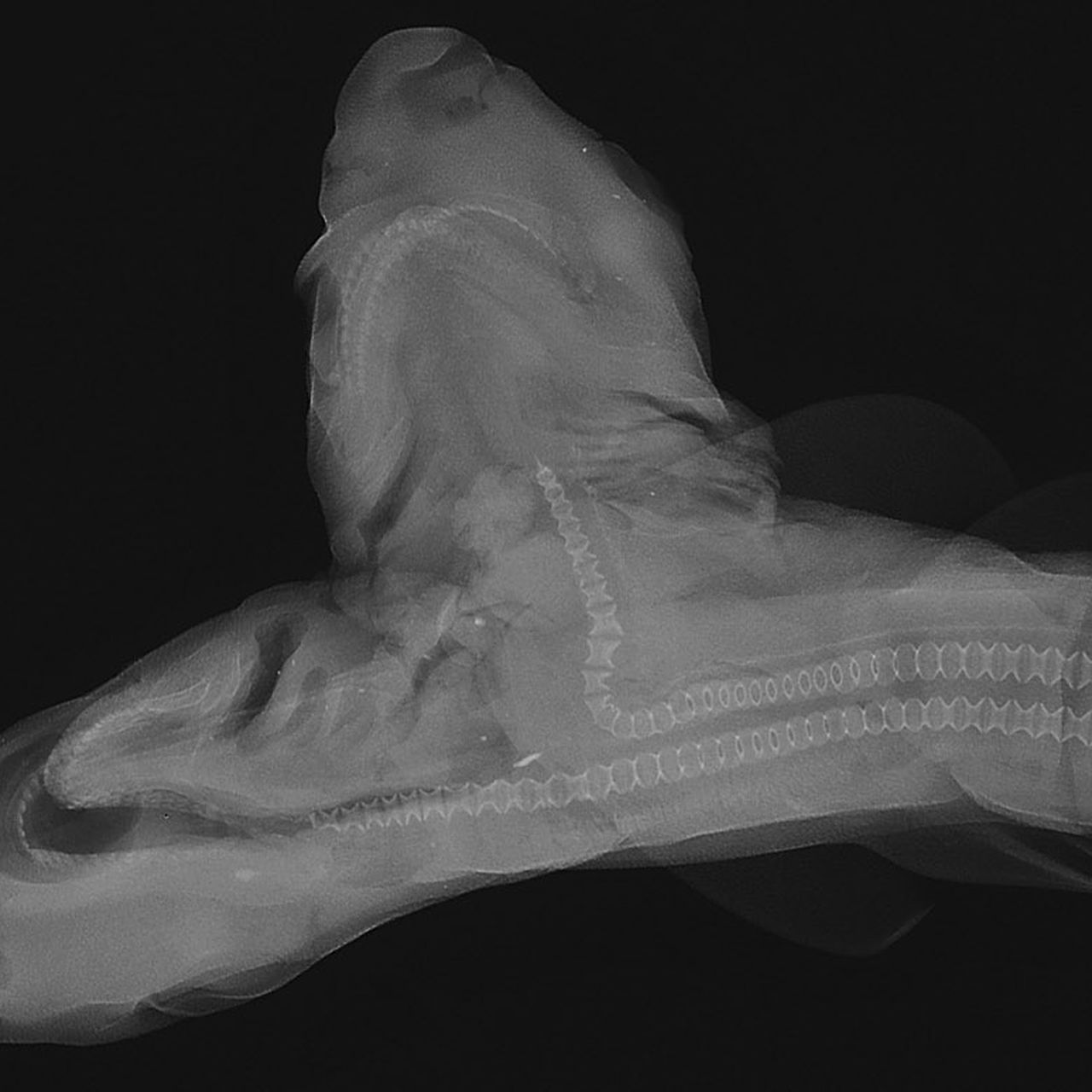 x ray shark