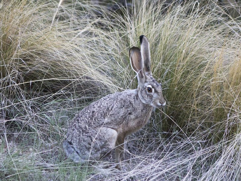 Jackrabbit at Guadalupe Mountains National park | Smithsonian Photo ...