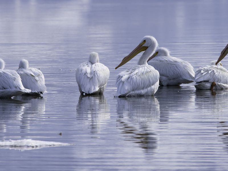 Pelicans in Winter | Smithsonian Photo Contest | Smithsonian Magazine