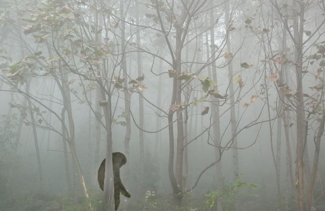 Bigfoot in the forest | Smithsonian Photo Contest | Smithsonian Magazine