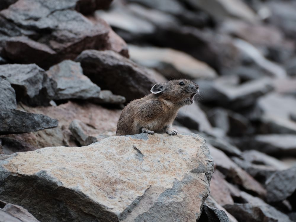 A Pika Roars in the Oregon Cascades. | Smithsonian Photo Contest ...