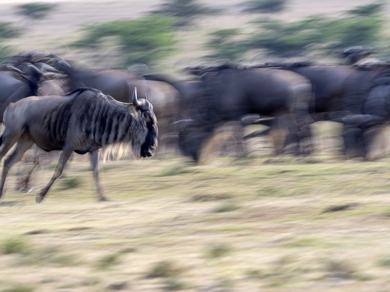 Single Wildebeest running around | Smithsonian Photo Contest ...