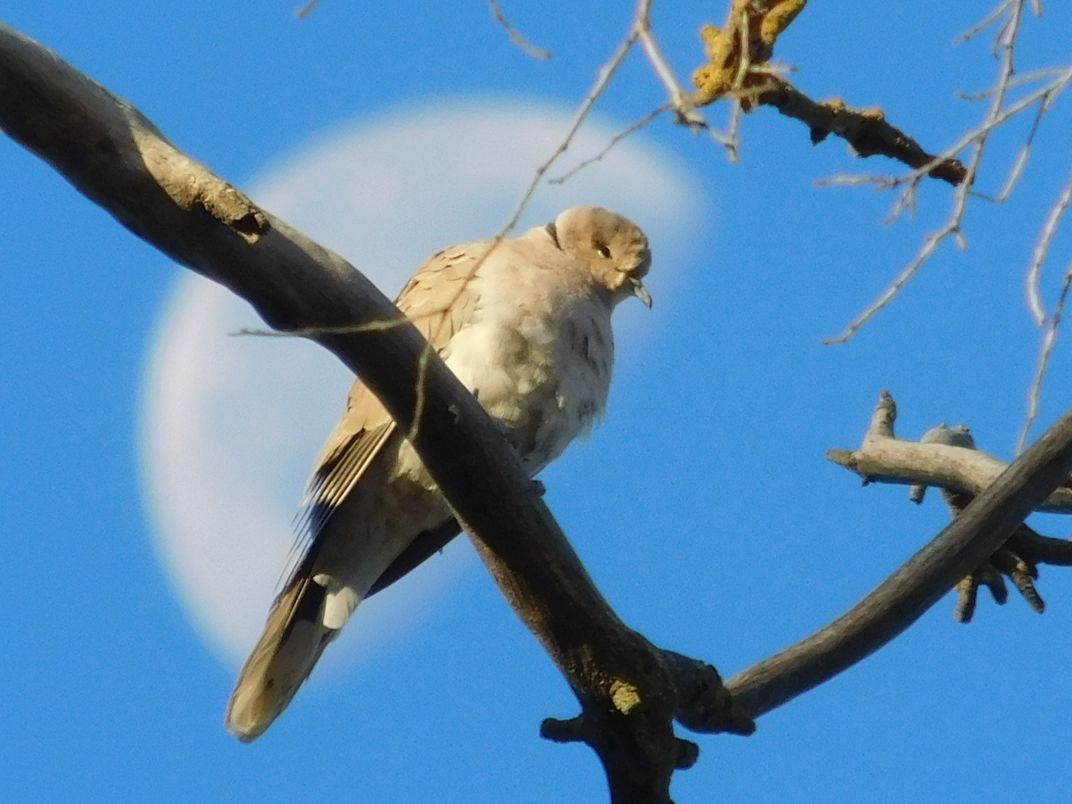 Morning Moon and Dove | Smithsonian Photo Contest | Smithsonian Magazine