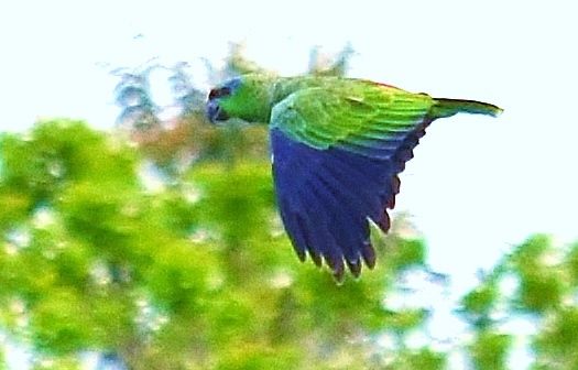 Green parrot, Rio Negra, Brazil | Smithsonian Photo Contest ...