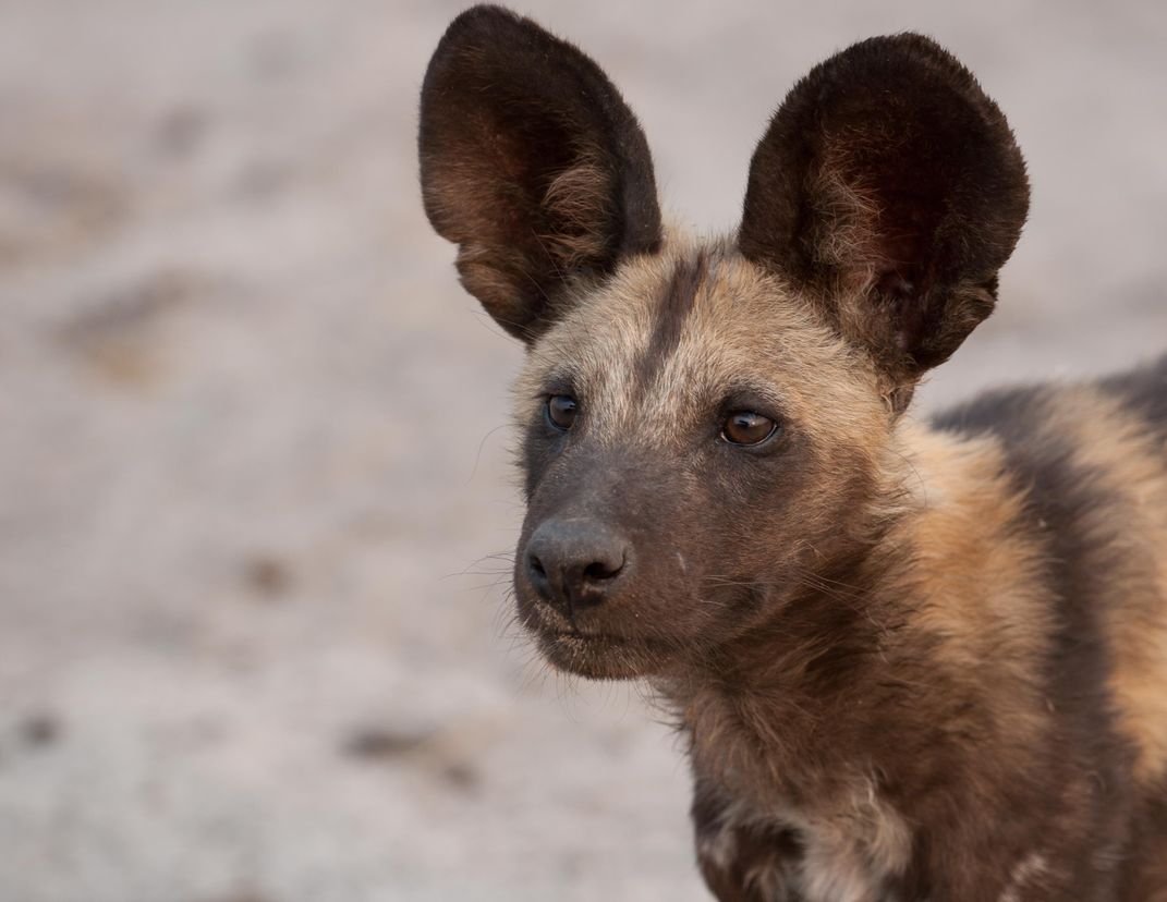 Curious African Wild Dog Pup | Smithsonian Photo Contest | Smithsonian ...
