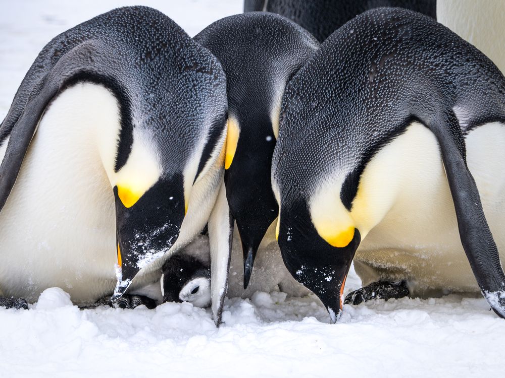 Three Adult Emperor Penguins were Fighting to Steal a Chick ...