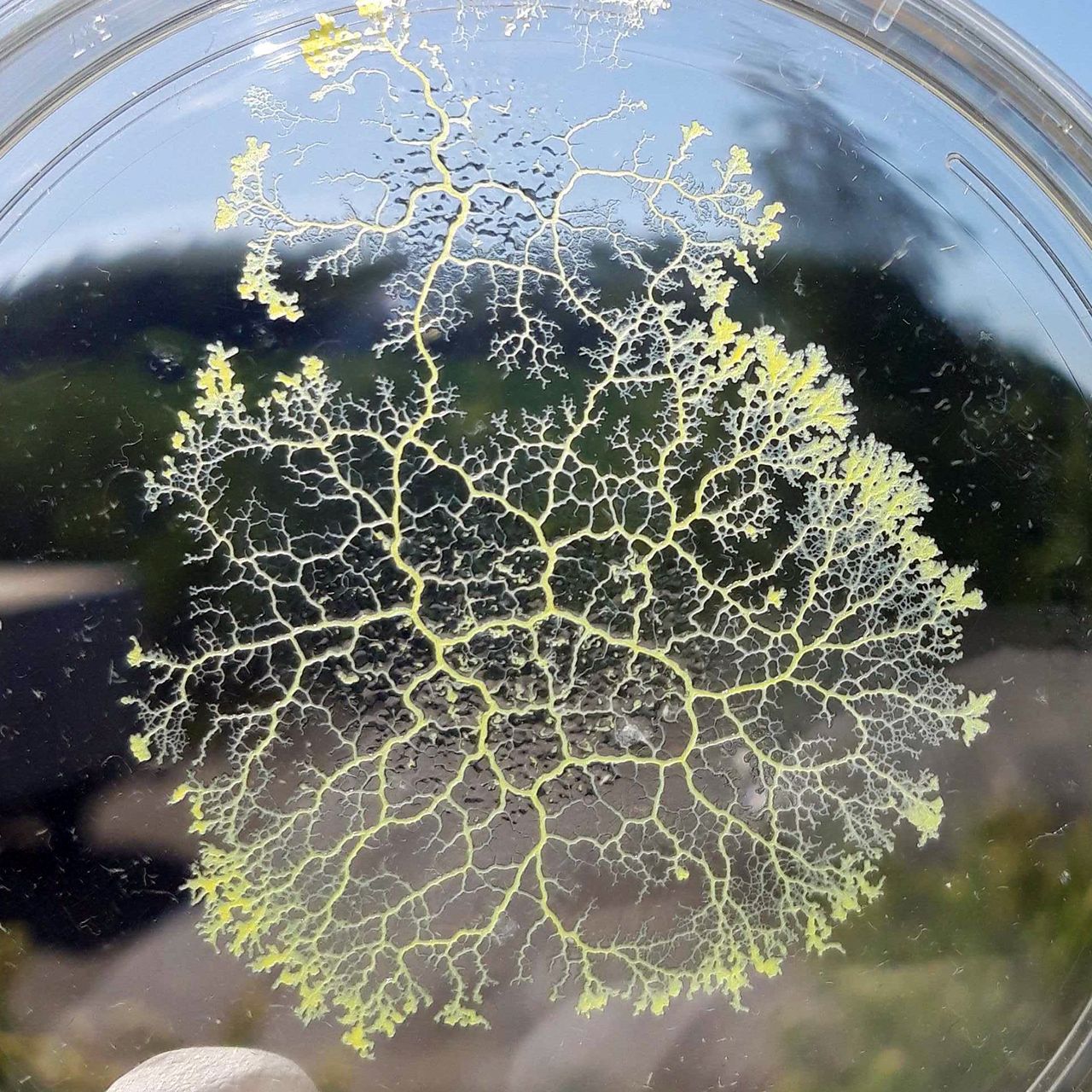 physarum under microscope labeled
