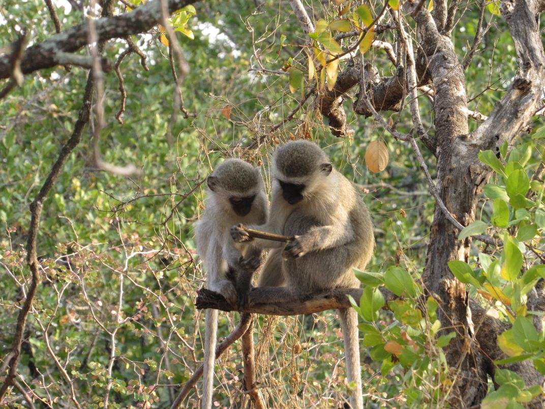 Two vervet monkeys inspecting a twig | Smithsonian Photo Contest ...