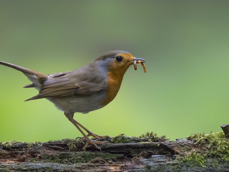 Red Robin | Smithsonian Photo Contest | Smithsonian Magazine