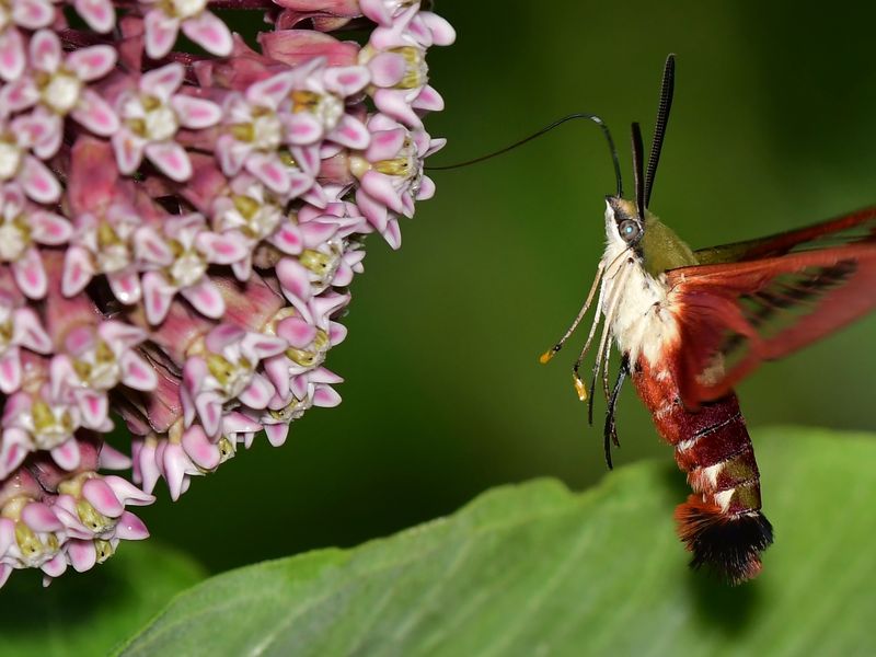 Hummingbird Sphinx Moth | Smithsonian Photo Contest | Smithsonian Magazine