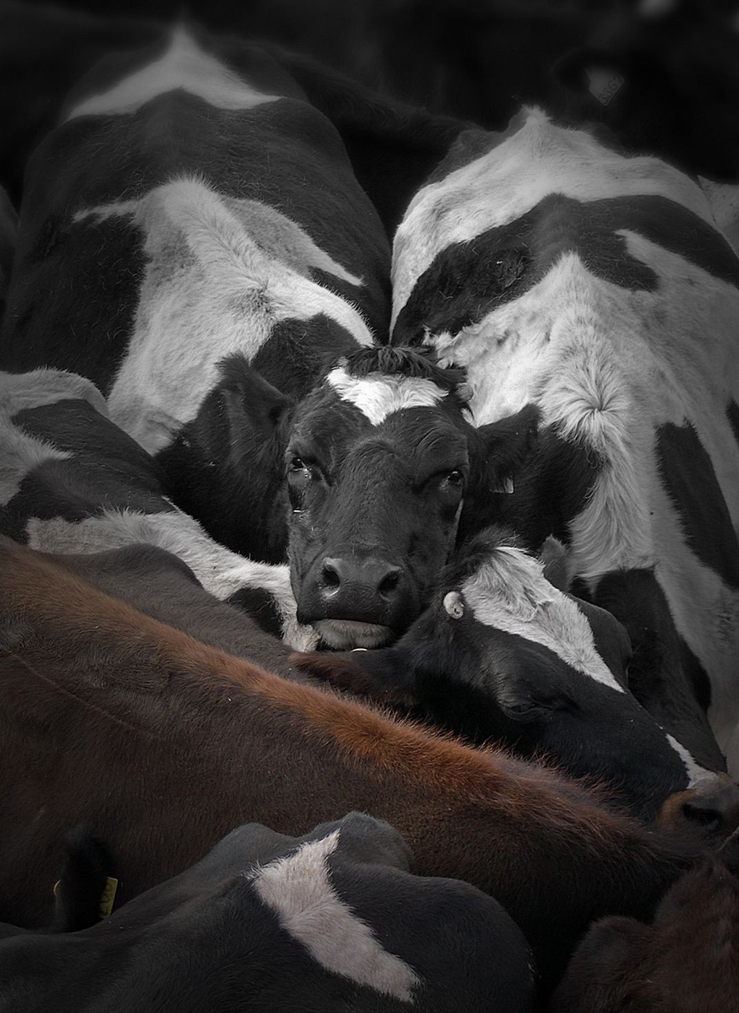 Cows | Smithsonian Photo Contest | Smithsonian Magazine