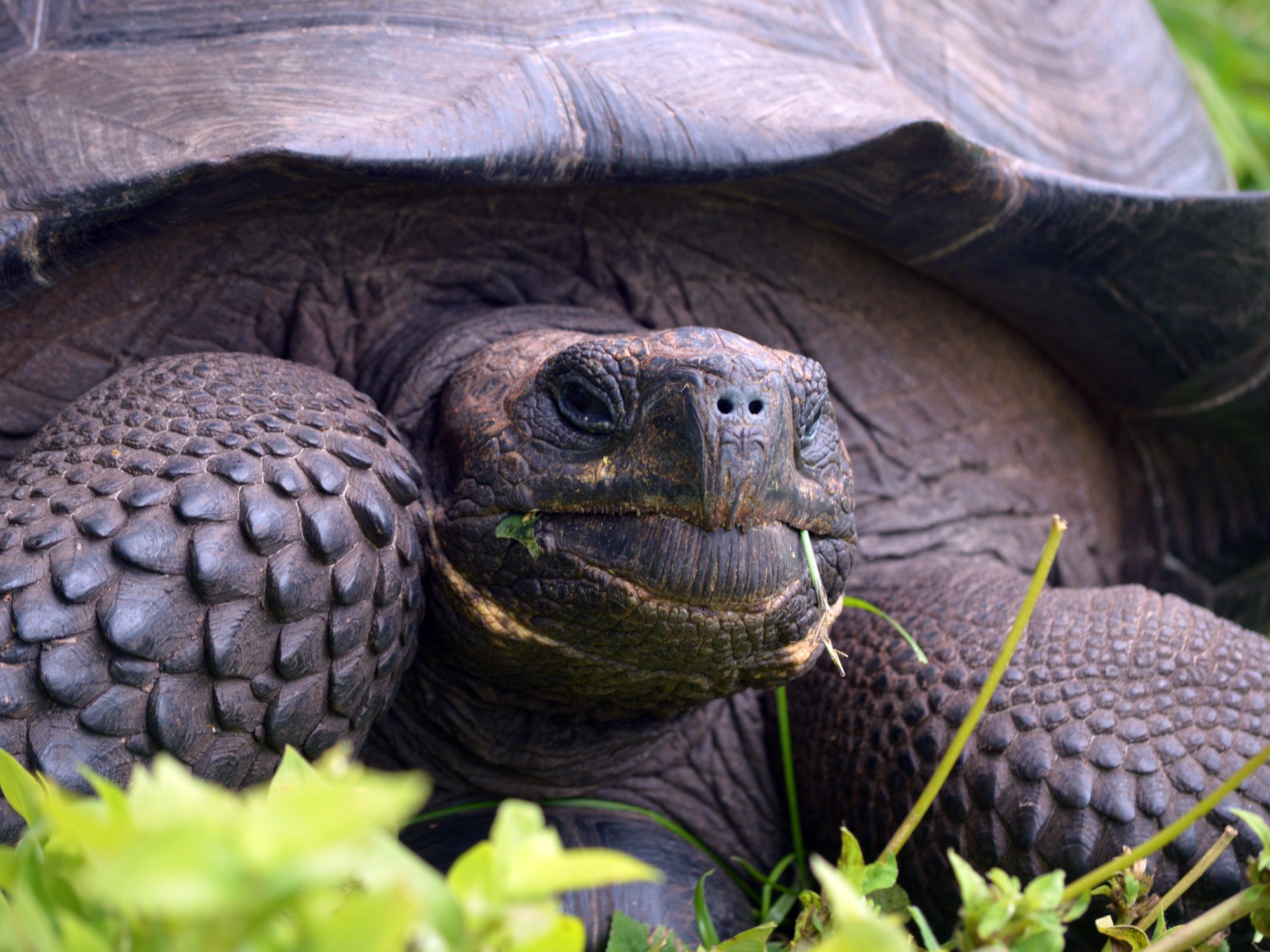 New Species of Galapagos Tortoise Found on Santa Cruz Island