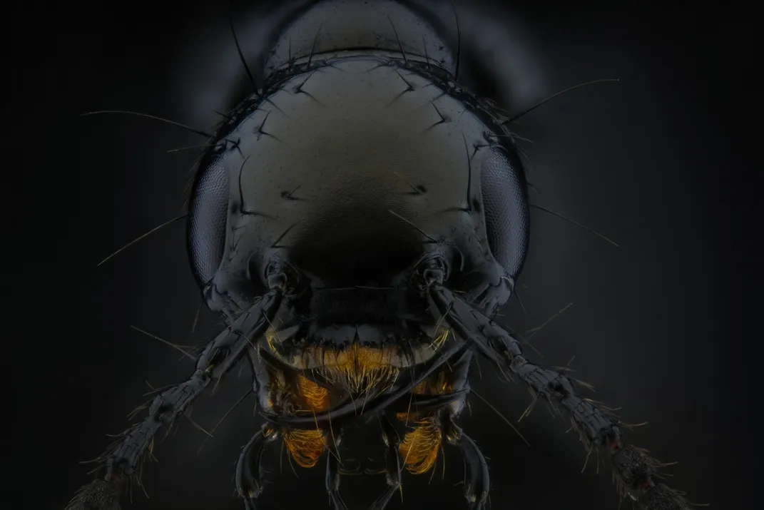 Ocypus olens | Smithsonian Photo Contest | Smithsonian Magazine