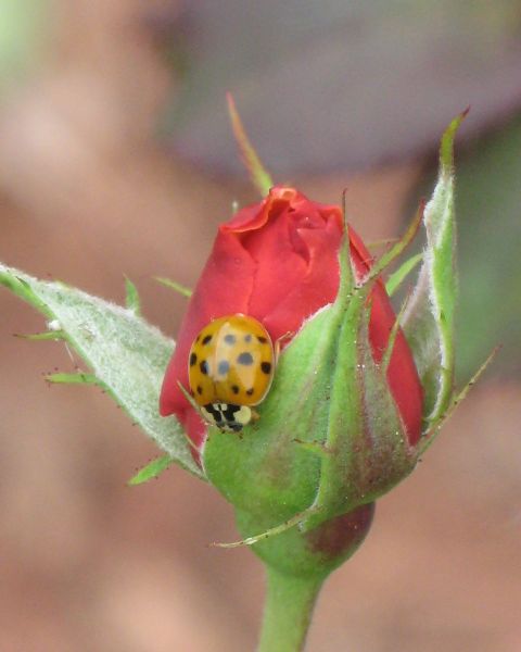 Ladybug beetle walking on rose bud | Smithsonian Photo Contest ...