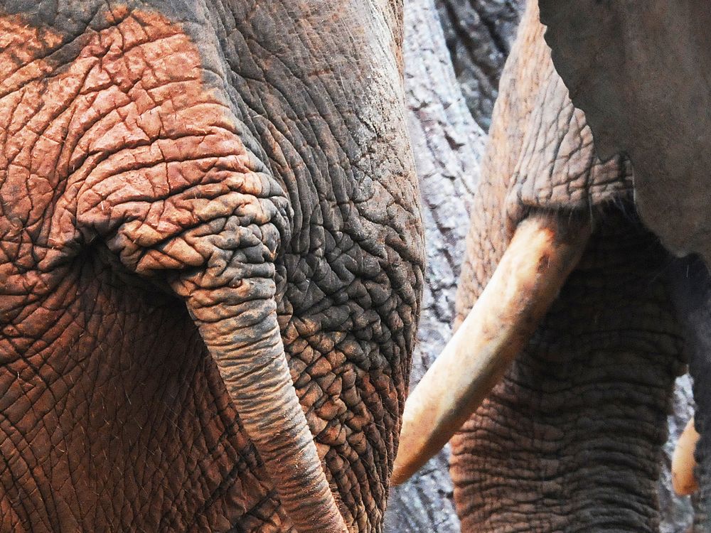 The tail & head of two elephants appear as alien abstracts up close ...