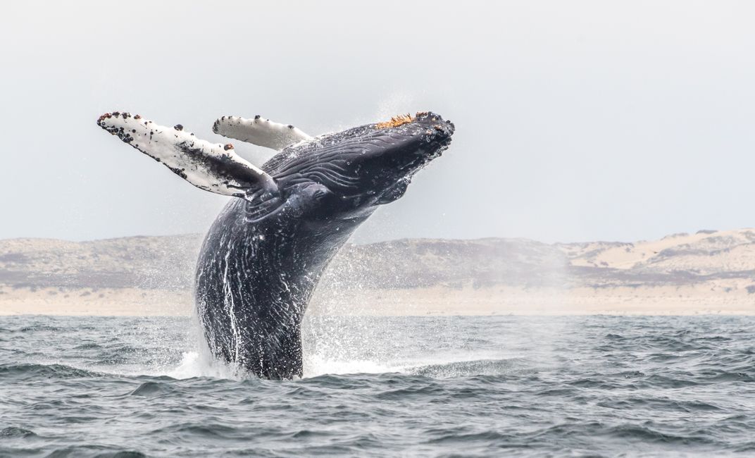 Breaching Humpback Whale | Smithsonian Photo Contest | Smithsonian Magazine