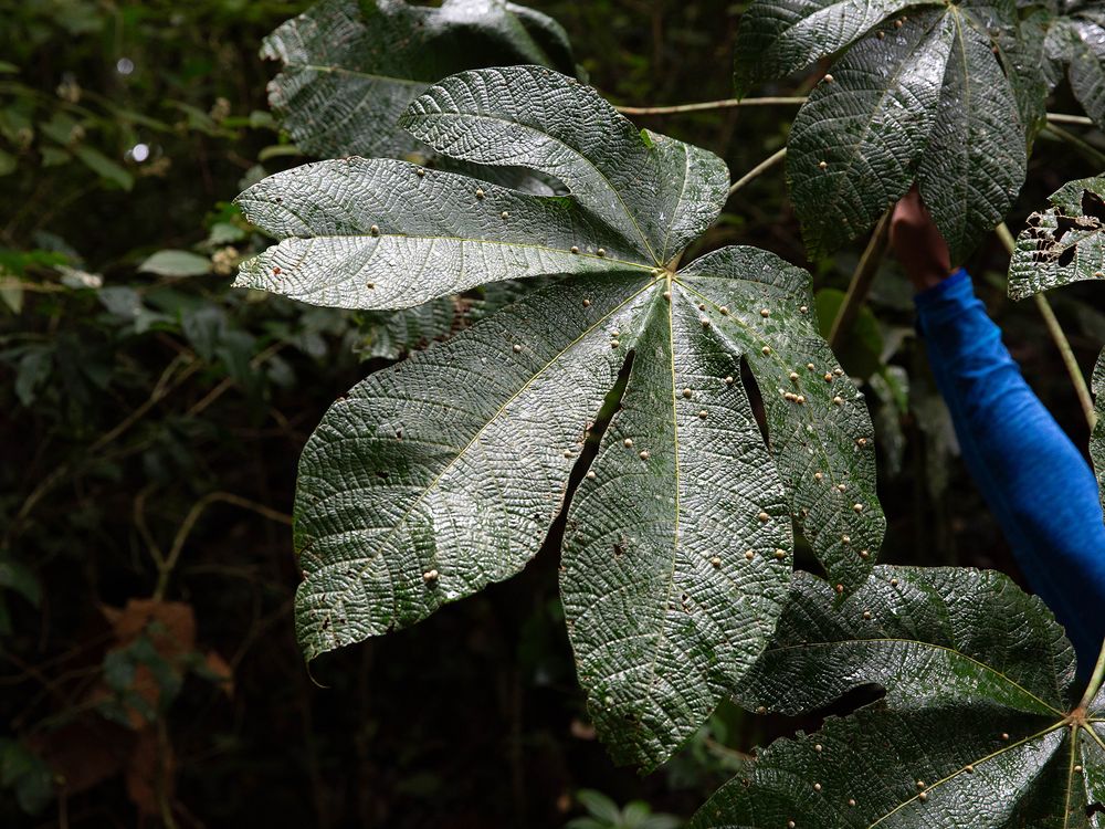 A New Course by ForestGEO Experts Teaches the Biodiversity of ...