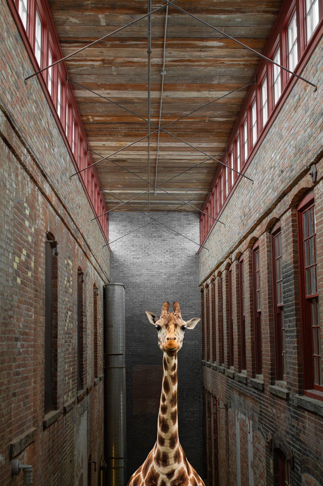 Giraffe | Smithsonian Photo Contest | Smithsonian Magazine