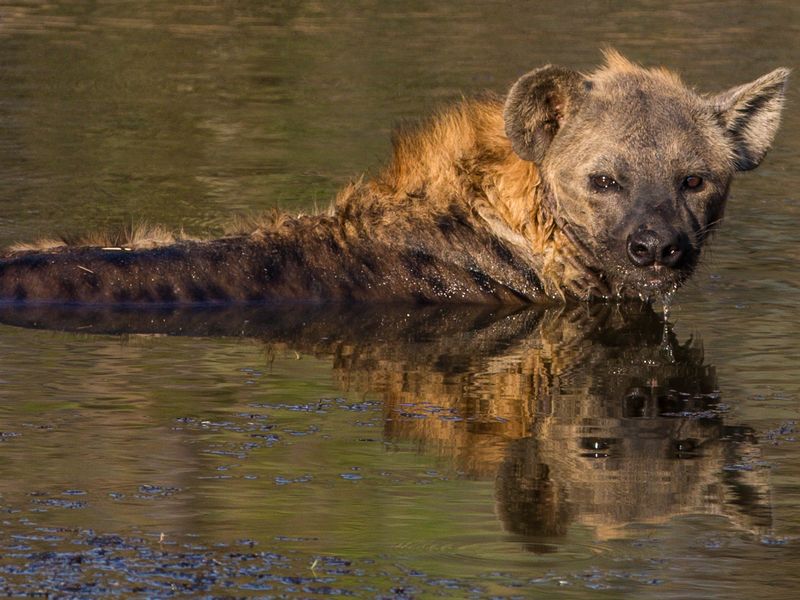 Bathing hyena | Smithsonian Photo Contest | Smithsonian Magazine