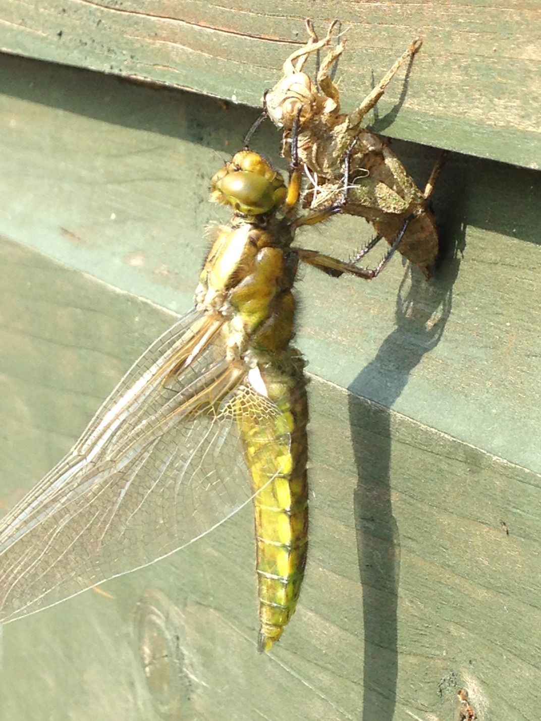Just emerged dragonfly in Cotswolds, England | Smithsonian Photo ...