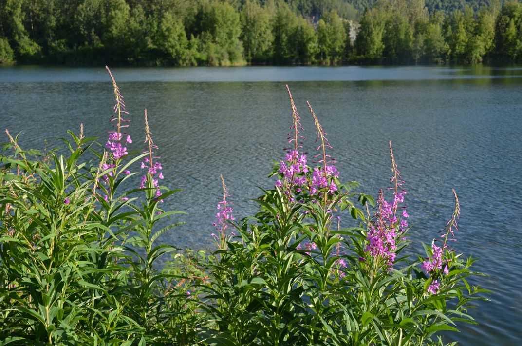 Fireweed | Smithsonian Photo Contest | Smithsonian Magazine