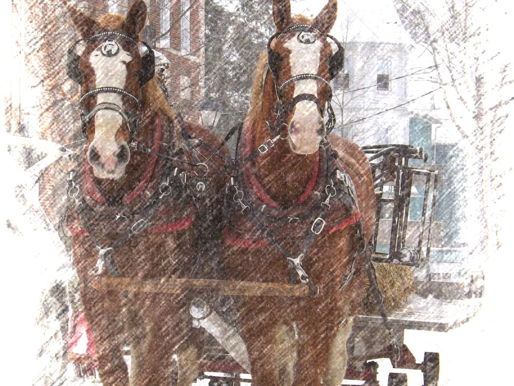 Sleigh Ride! | Smithsonian Photo Contest | Smithsonian Magazine