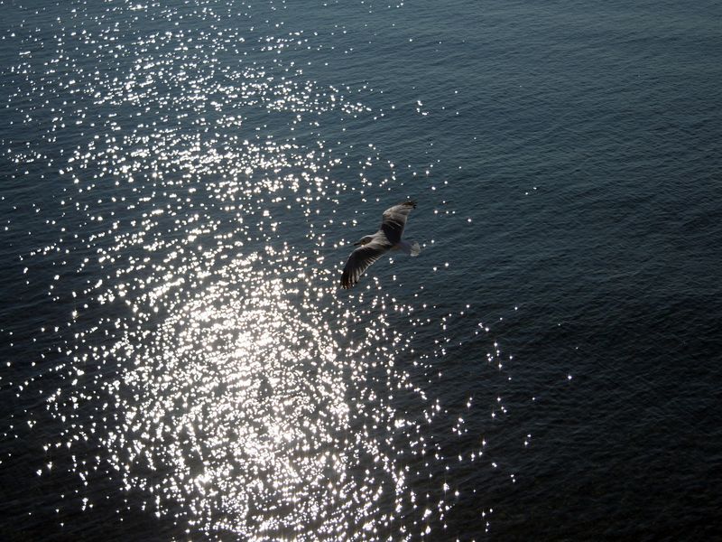 The Shining Sea | Smithsonian Photo Contest | Smithsonian Magazine