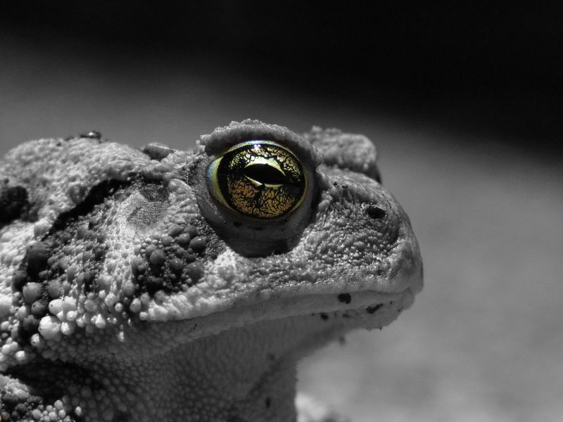A toads golden eye. | Smithsonian Photo Contest | Smithsonian Magazine