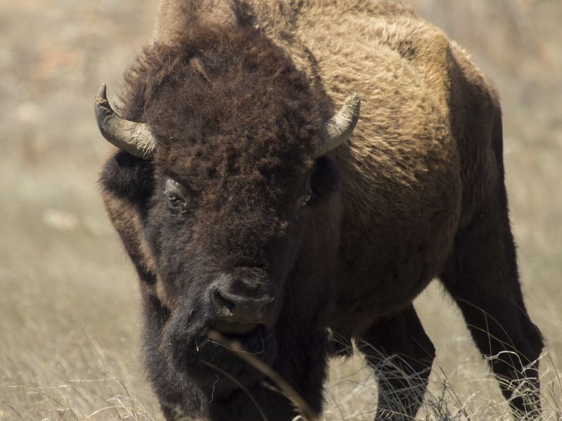 Sad Bison | Smithsonian Photo Contest | Smithsonian Magazine