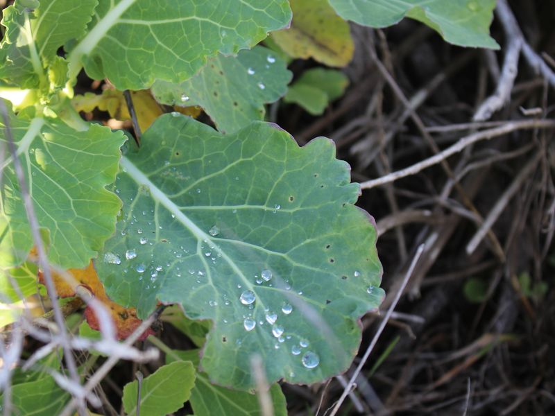 Hydrophobic leaves in nature | Smithsonian Photo Contest | Smithsonian ...