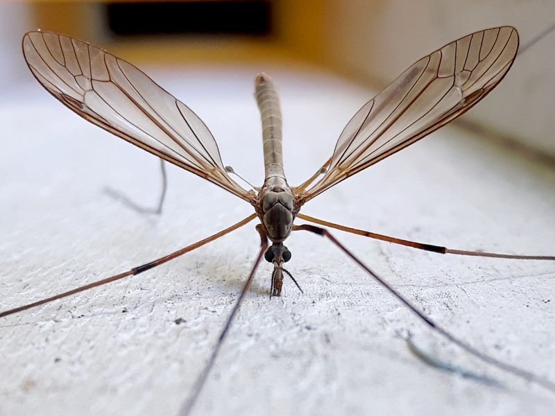 Mosquito male | Smithsonian Photo Contest | Smithsonian Magazine