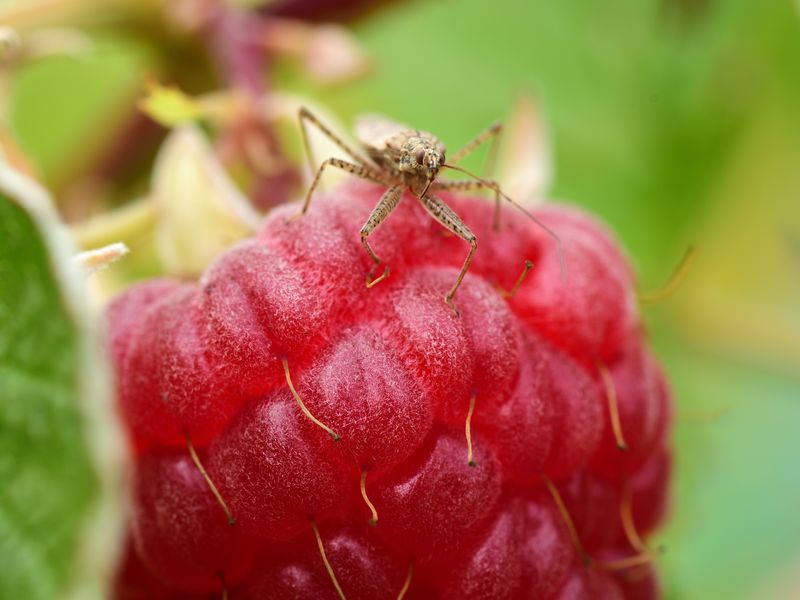 insect on berry | Smithsonian Photo Contest | Smithsonian Magazine