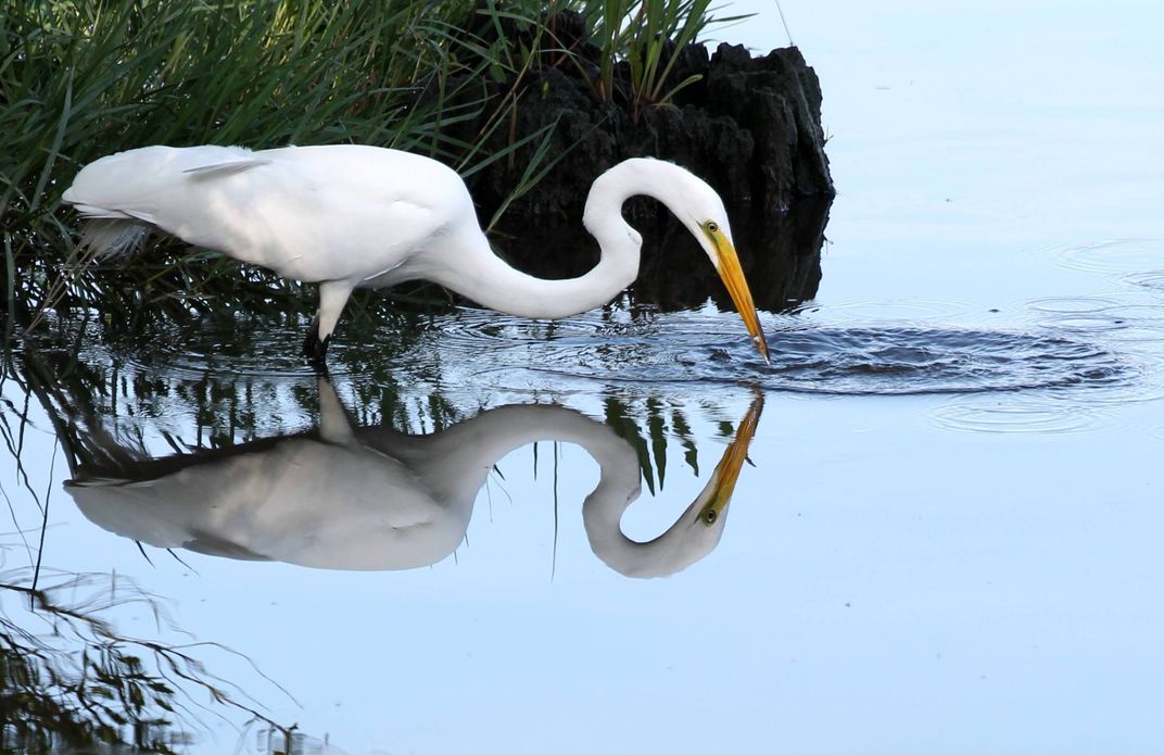 Great Egret Reflection | Smithsonian Photo Contest | Smithsonian Magazine