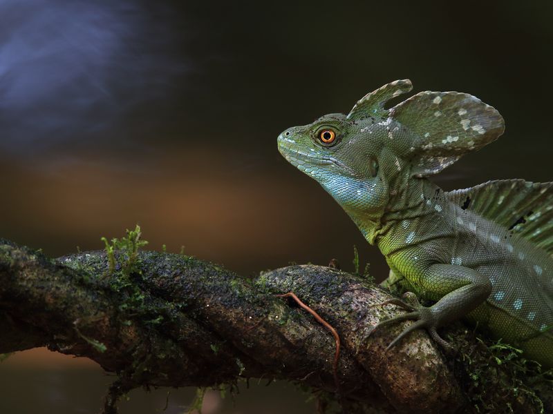 A Common Basilisk in Costa Rica | Smithsonian Photo Contest ...