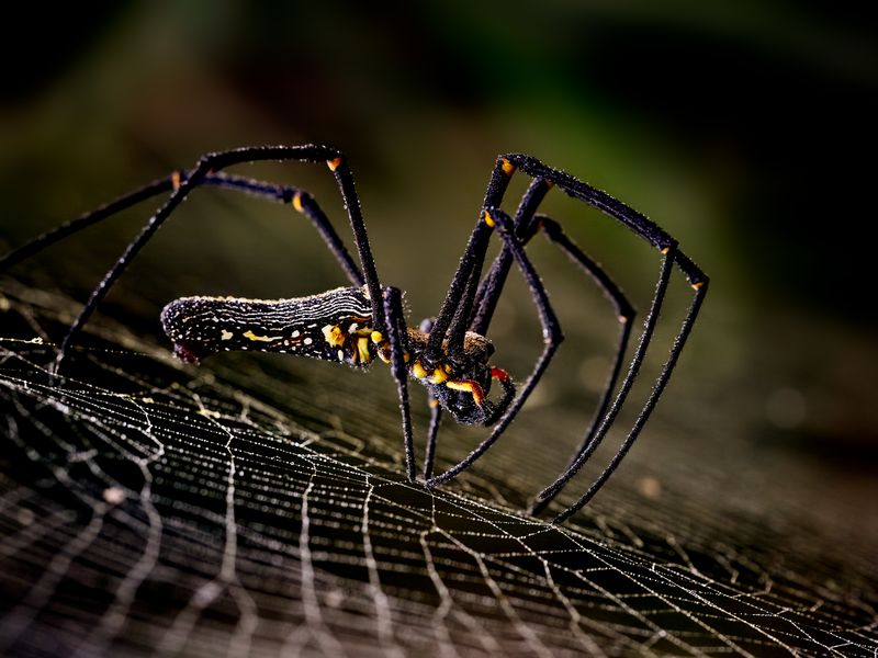 Golden Silk Orb-weaver | Smithsonian Photo Contest | Smithsonian Magazine